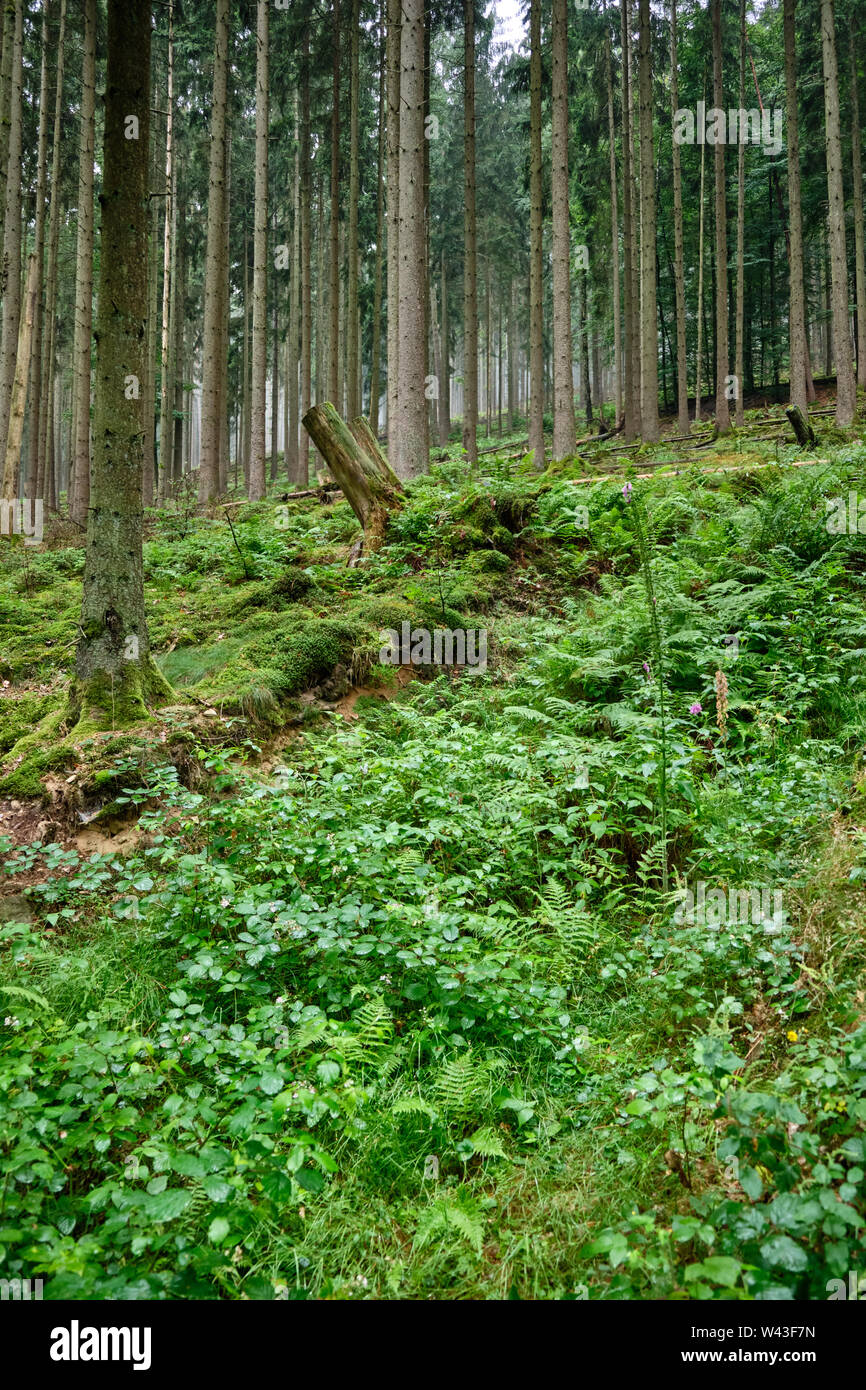 Beautiful idyllic German forest scenery Stock Photo - Alamy