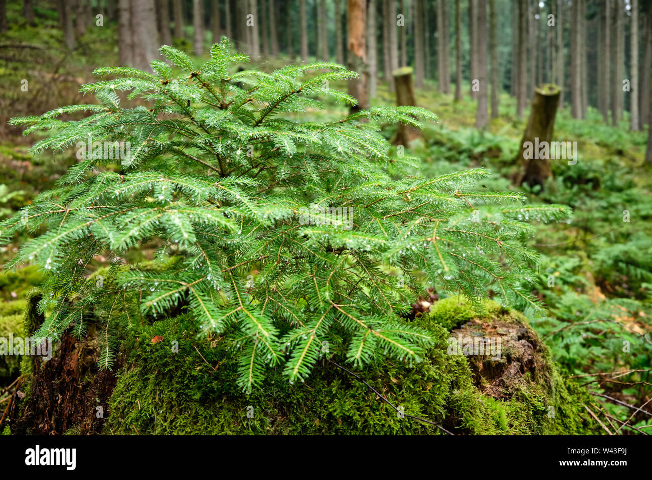 Young spruce tree hi-res stock photography and images - Alamy