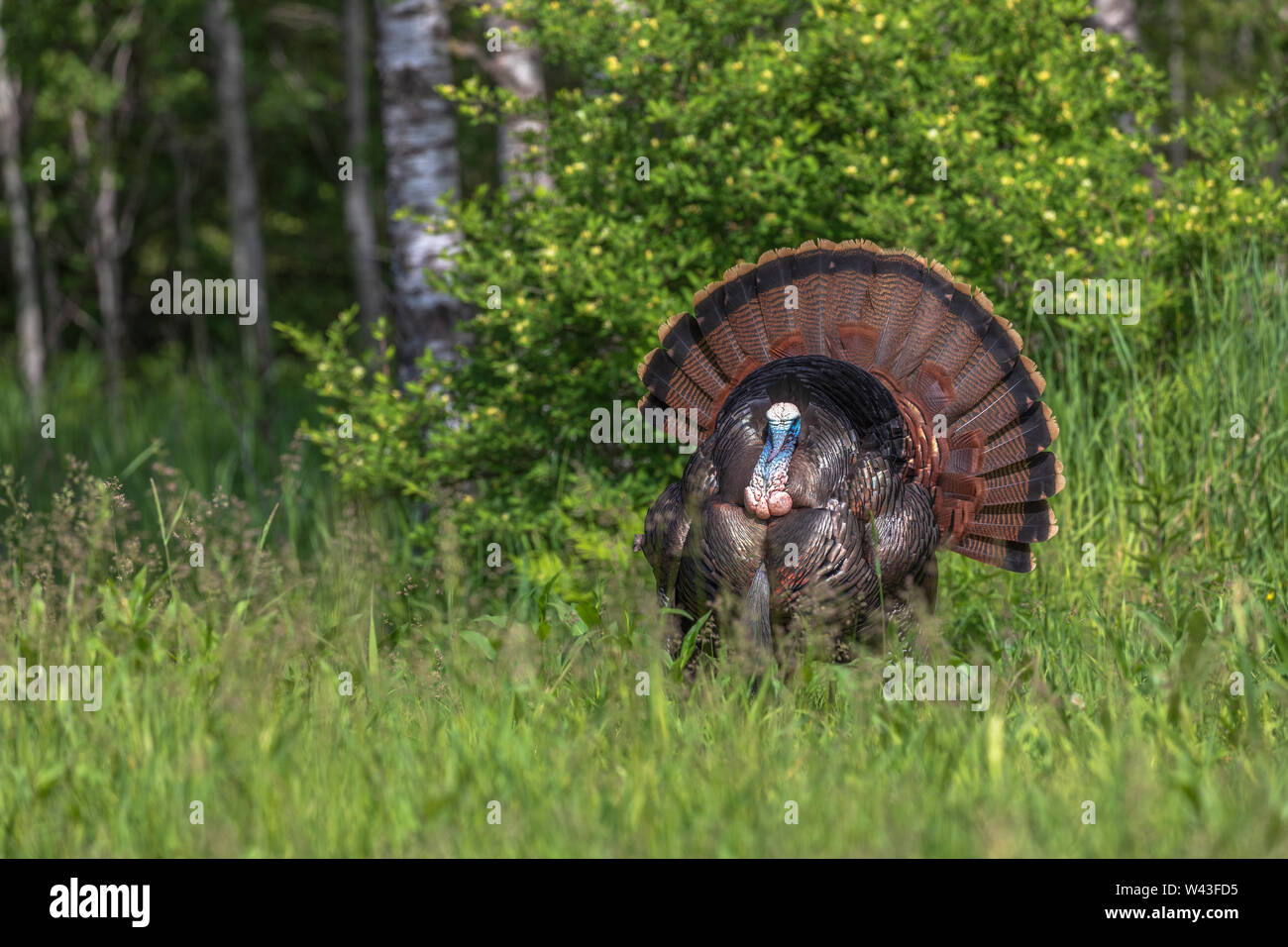Tom strutting for hen hi-res stock photography and images - Alamy