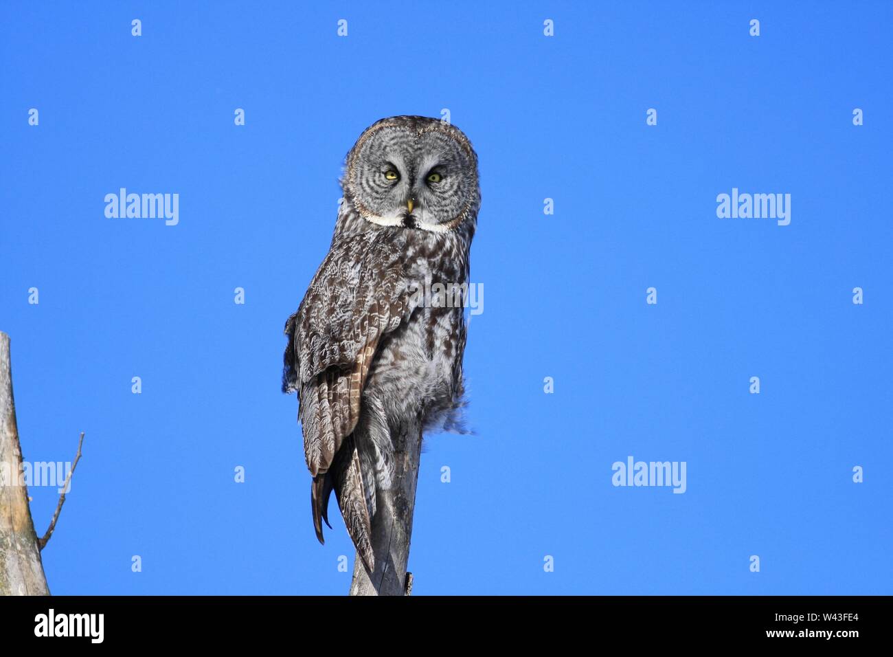 Great gray owl in the wild Stock Photo - Alamy