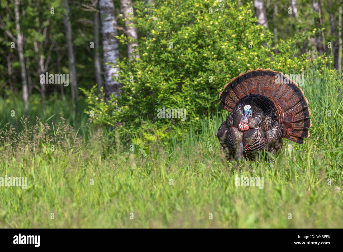 Tom turkey strutting for a hen in northern Wisconsin Stock Photo - Alamy