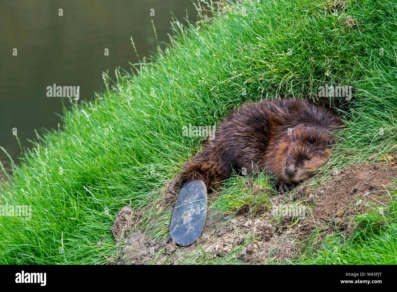 Beaver castor fiber nest hi-res stock photography and images - Alamy