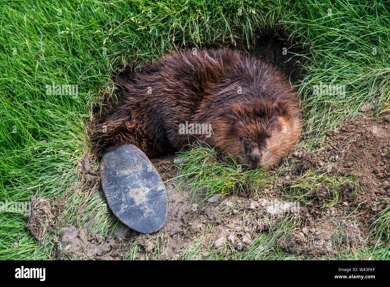 Tail beavers hi-res stock photography and images - Alamy