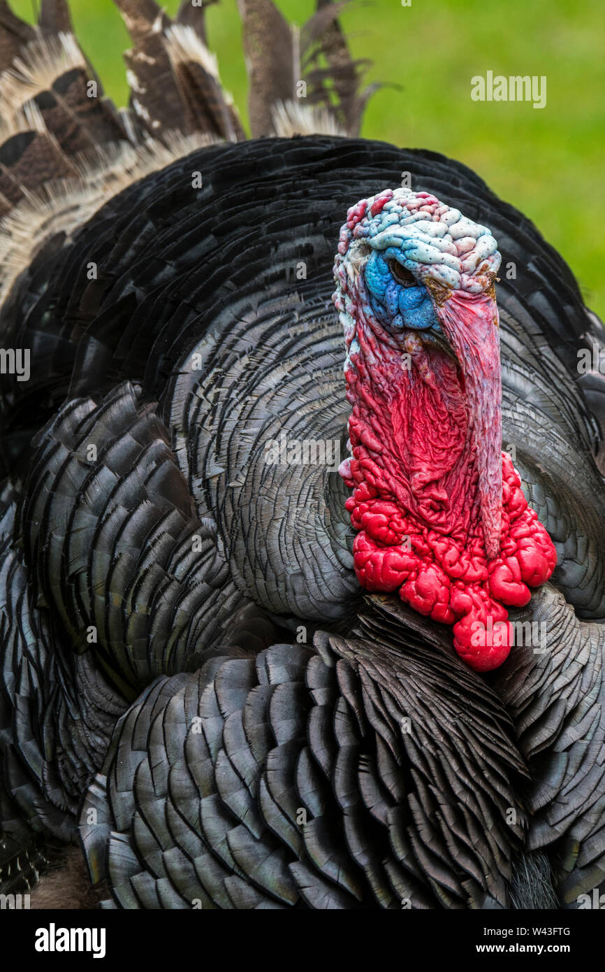 Turkey wattle hi-res stock photography and images - Alamy