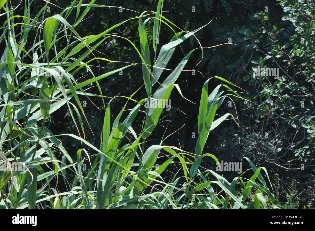 Horizontal nature background with translucent green reed leaves against ...