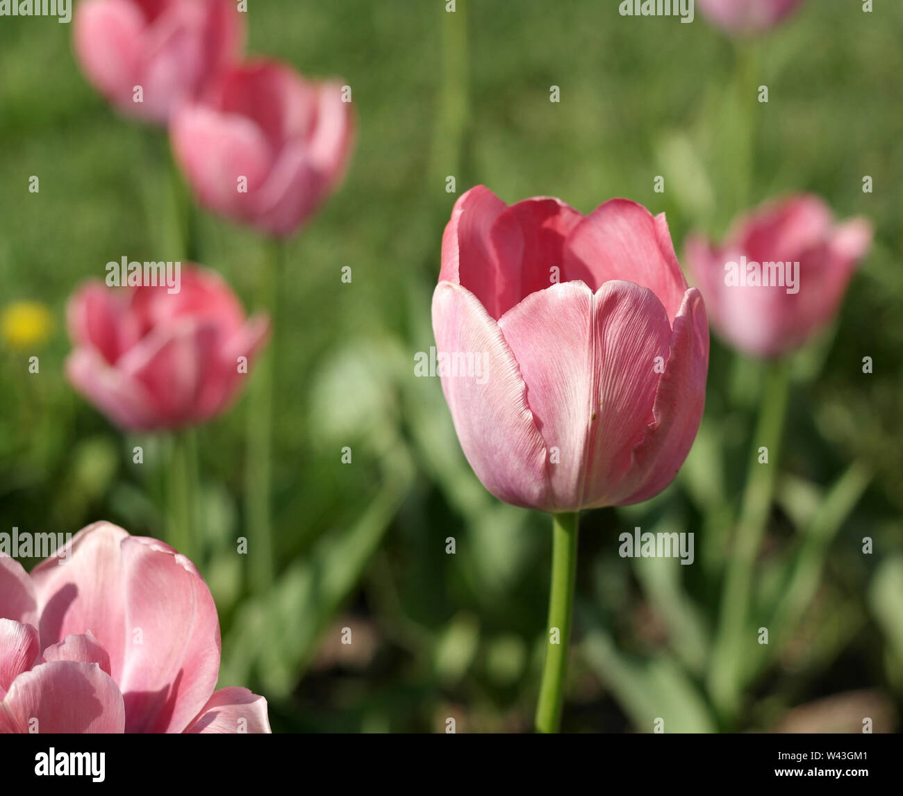 Red Tulip at Spring Stock Photo - Alamy