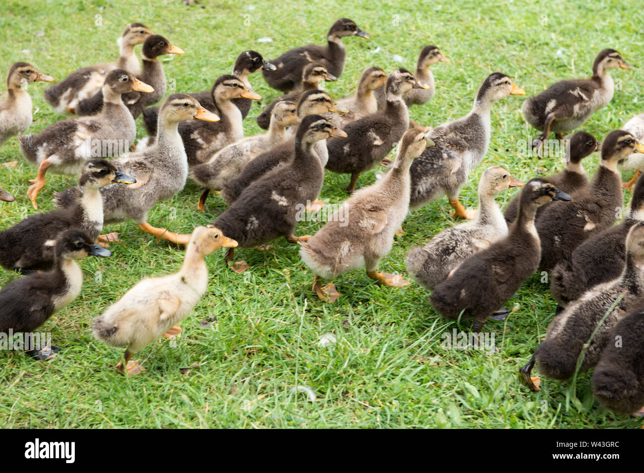 Erseke albania hi-res stock photography and images - Alamy