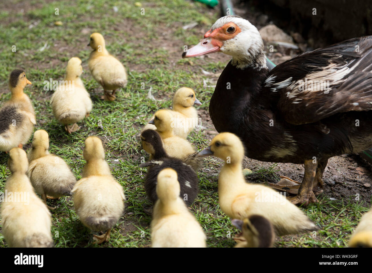 Albania, Balkan Peninsula, Erseke, Chick Stock Photo - Alamy