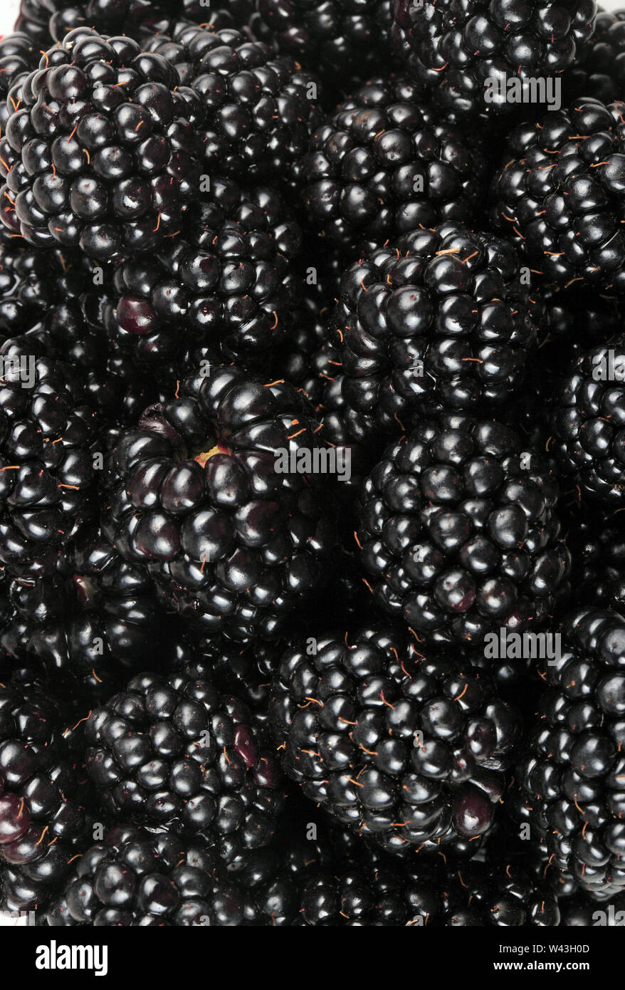 many BlackBerry at day Stock Photo - Alamy