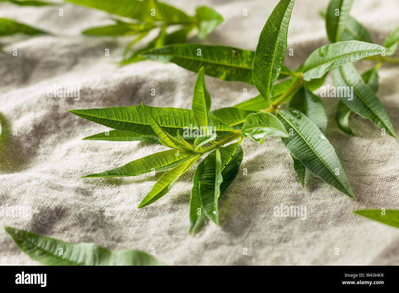 Green Organic Fresh Lemon Verbena Herb Leaves Stock Photo - Alamy
