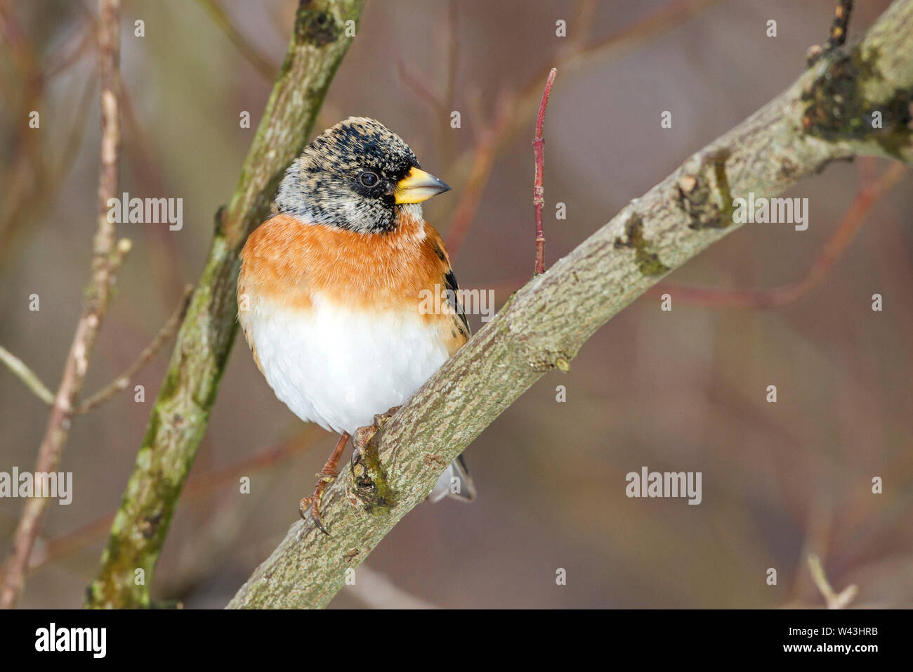Brambling, Bergfink (Fringilla montifringilla) Männchen Stock Photo - Alamy