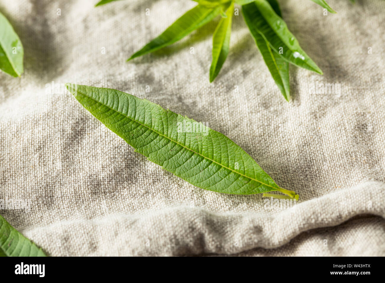 Green Organic Fresh Lemon Verbena Herb Leaves Stock Photo - Alamy