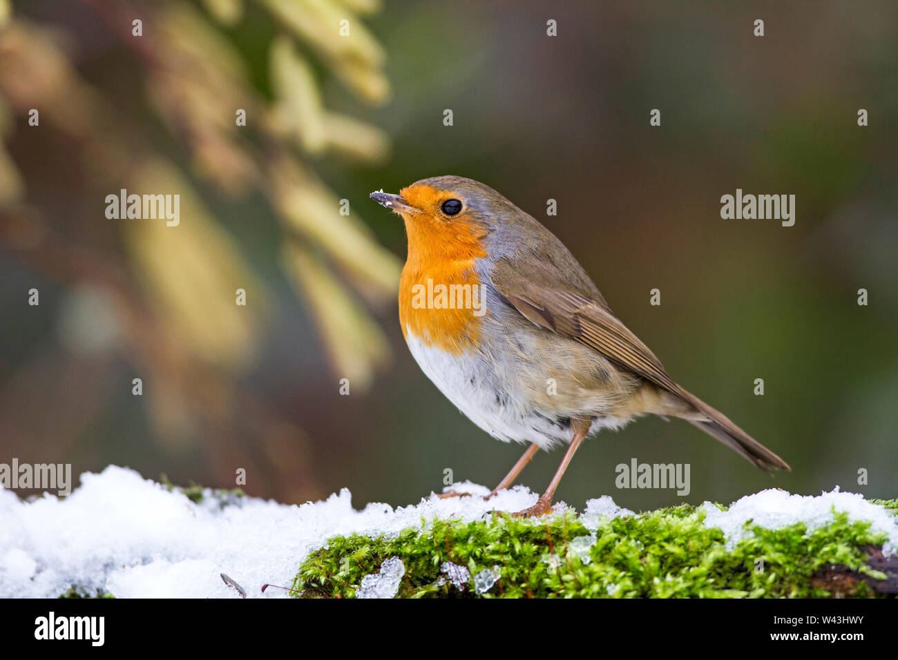 European robin, robin redbreast, Rotkehlchen (Erithacus rubecula Stock ...