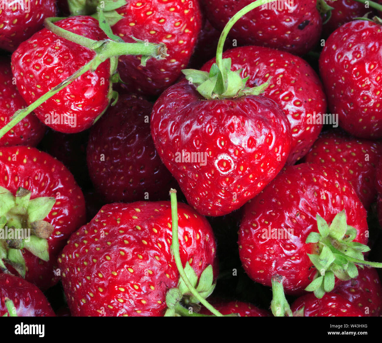many Strawberry at day Stock Photo - Alamy
