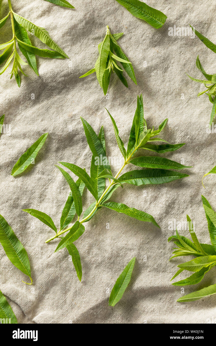 Green Organic Fresh Lemon Verbena Herb Leaves Stock Photo - Alamy