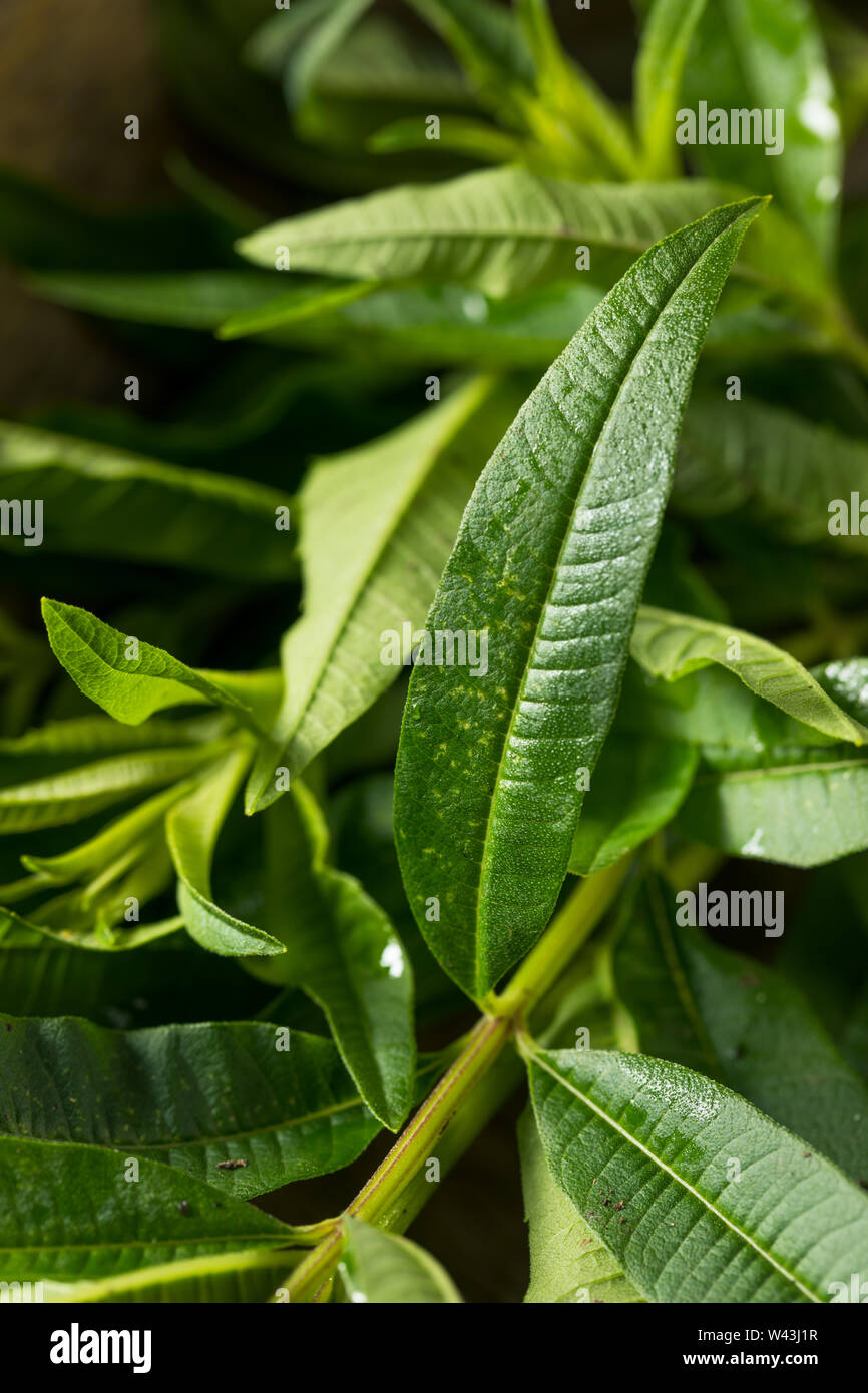 Green Organic Fresh Lemon Verbena Herb Leaves Stock Photo - Alamy
