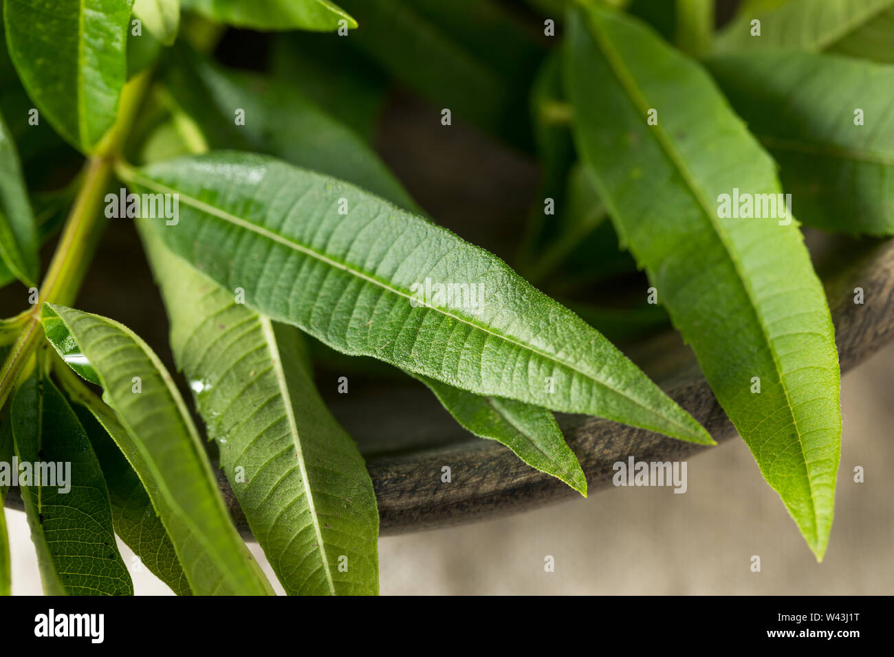 Green Organic Fresh Lemon Verbena Herb Leaves Stock Photo - Alamy