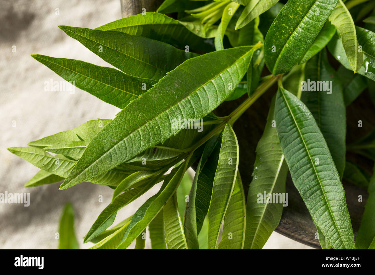 Shrub verbena hi-res stock photography and images - Alamy