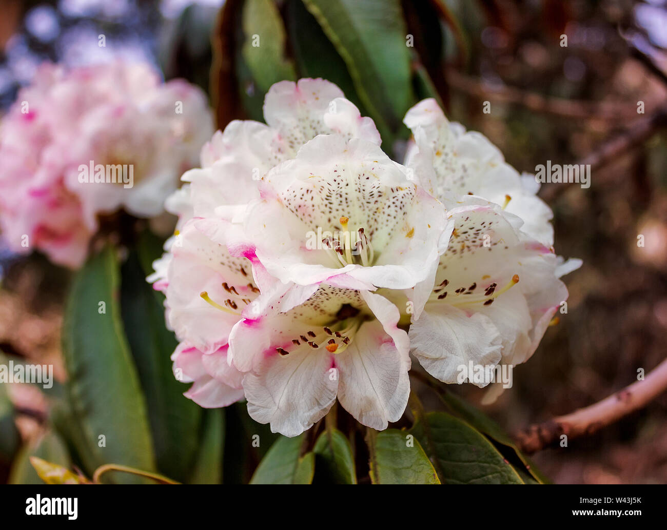 Rhododendron forest nepal hi-res stock photography and images - Alamy