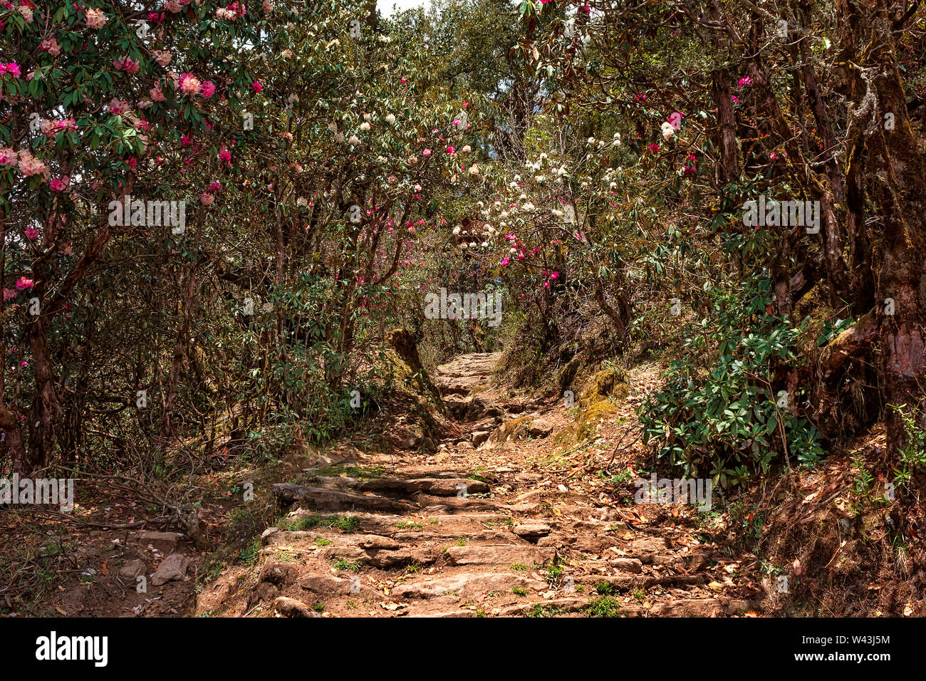 National flower of nepal hi-res stock photography and images - Alamy