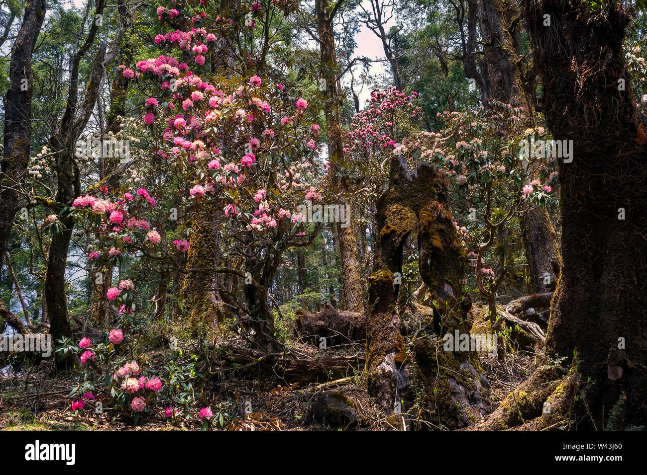 Amazing view on blooming rhododendron trees and old broken trunk trees ...