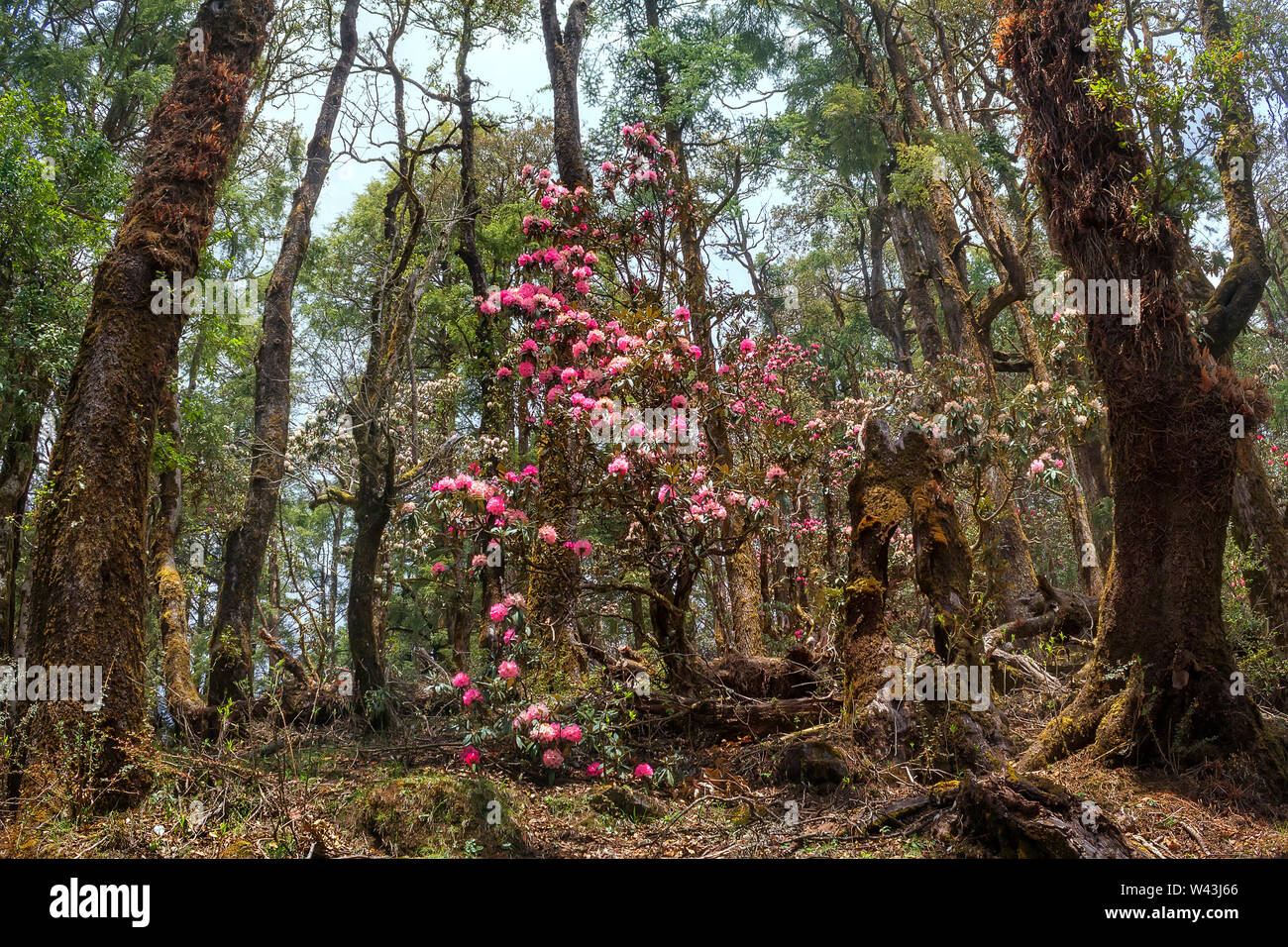 Rhododendron forest nepal hi-res stock photography and images - Alamy