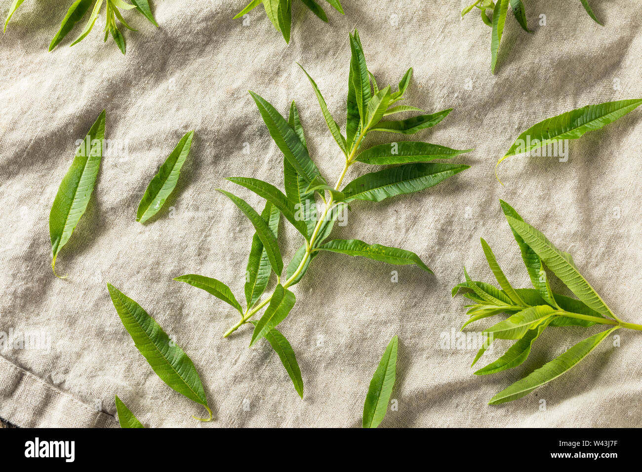 Green Organic Fresh Lemon Verbena Herb Leaves Stock Photo - Alamy