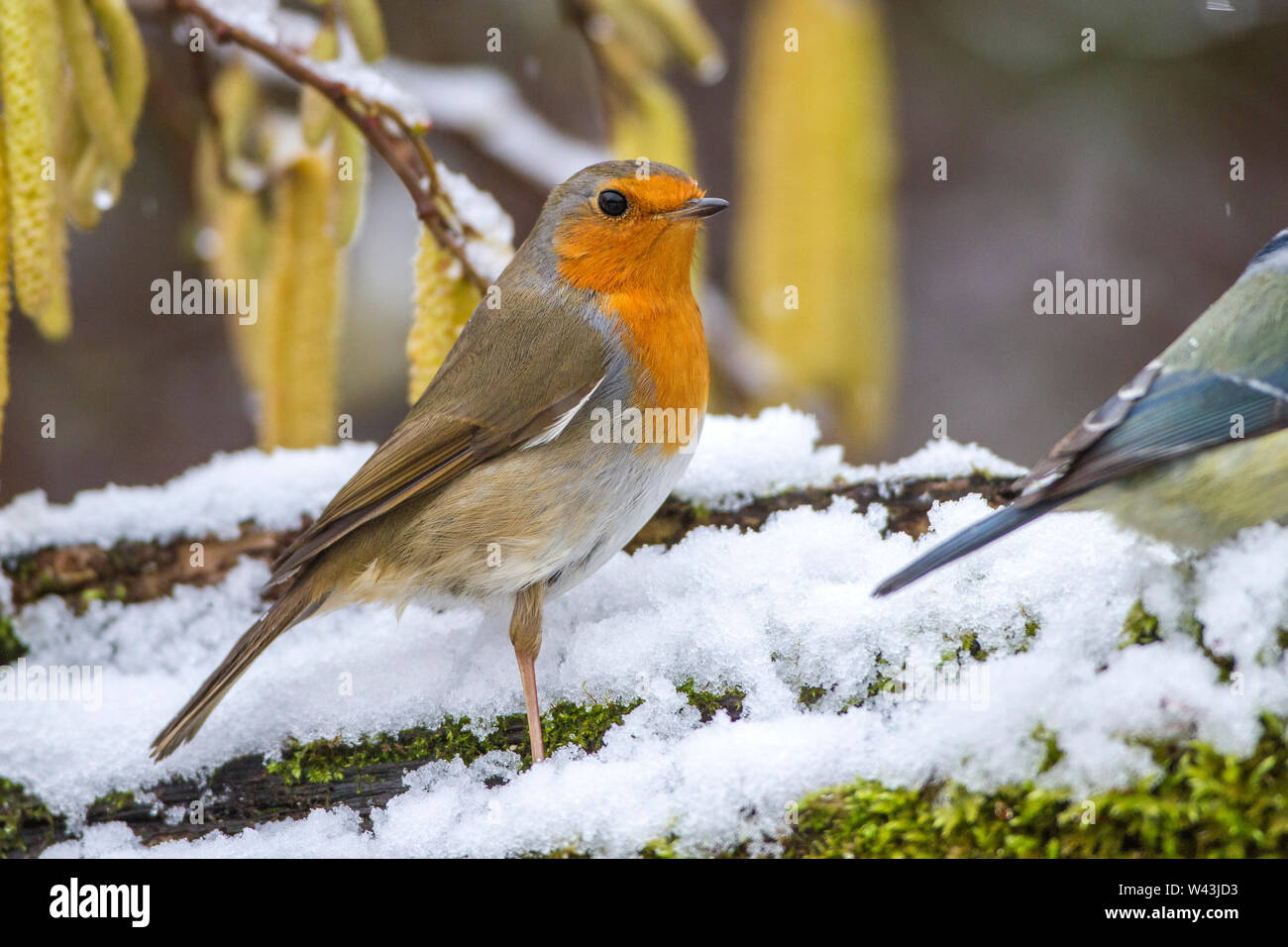 European robin, robin redbreast, Rotkehlchen (Erithacus rubecula Stock ...