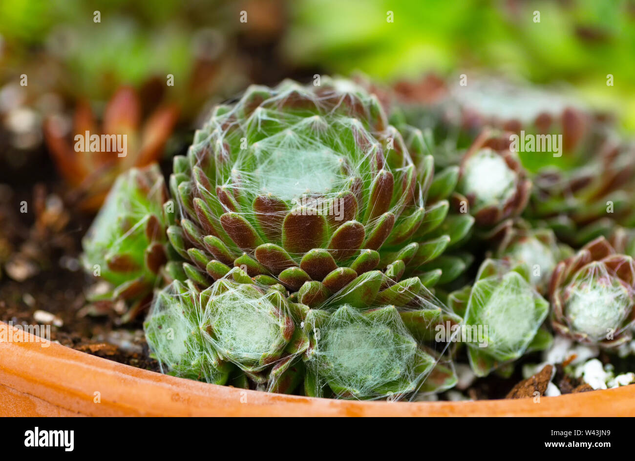 Sempervivum container hi-res stock photography and images - Alamy