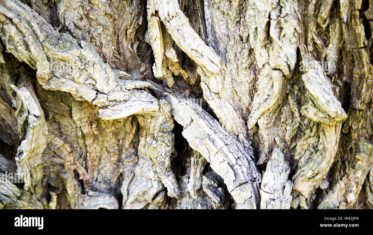 Rough willow bark hi-res stock photography and images - Alamy
