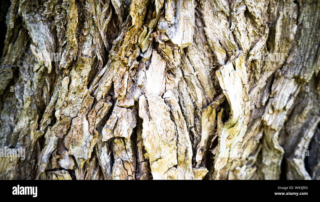 bark of a willow tree Stock Photo - Alamy