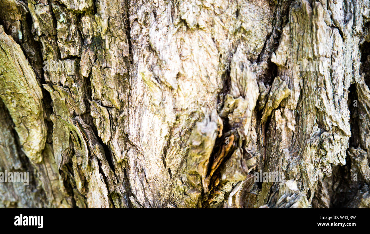 bark of a willow tree Stock Photo - Alamy