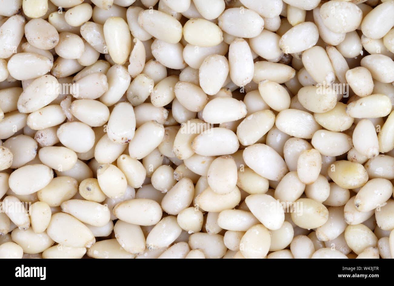 many cedar nut at day Stock Photo - Alamy