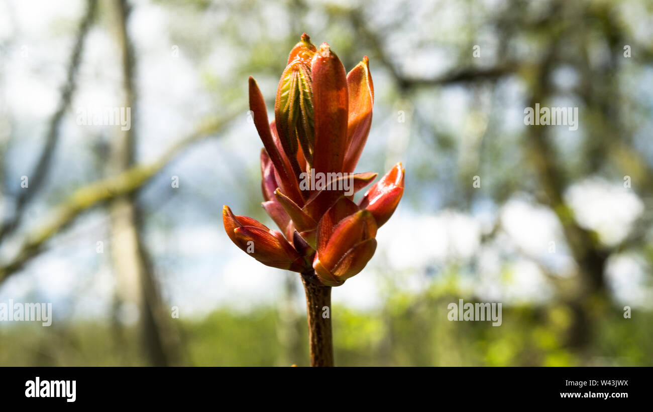 opening bud in spring Stock Photo - Alamy