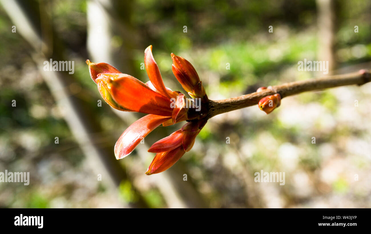 Open leaf buds hi-res stock photography and images - Alamy
