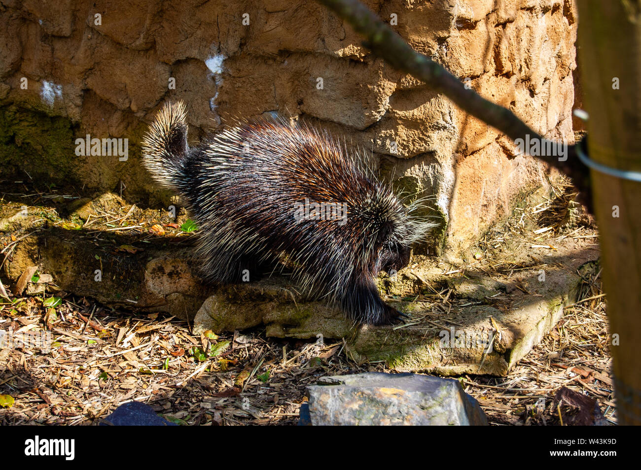 The usually nocturnal Porcupine, out in the sun at Exmoor Zoo Stock ...