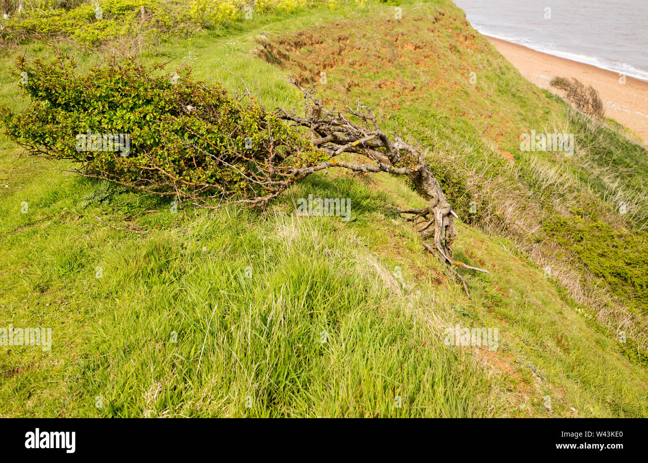 Tree twisted by coastal wind on cliff top Bawdsey, Suffolk, England, Uk ...