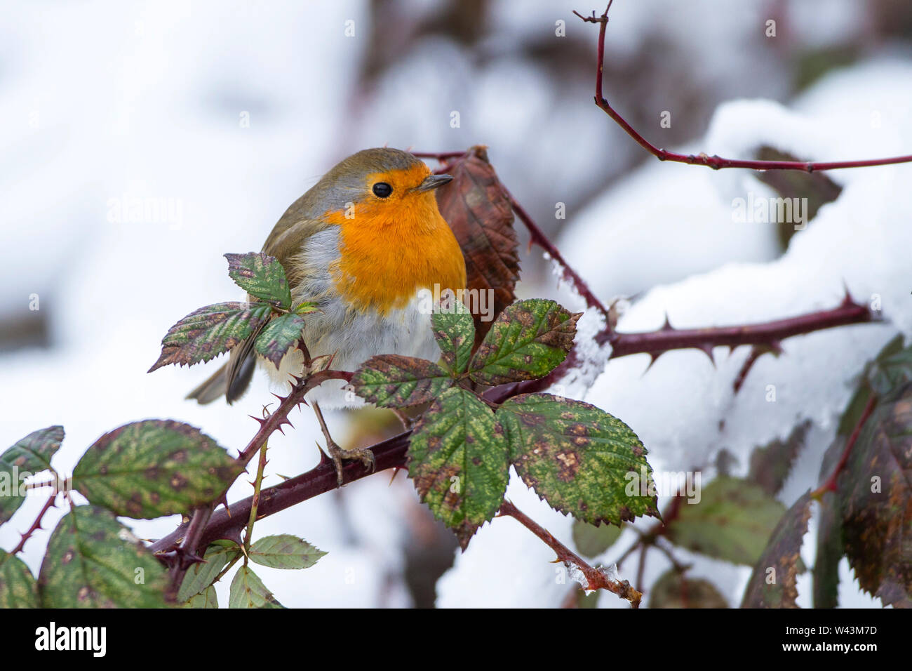 European robin, robin redbreast, Rotkehlchen (Erithacus rubecula Stock ...