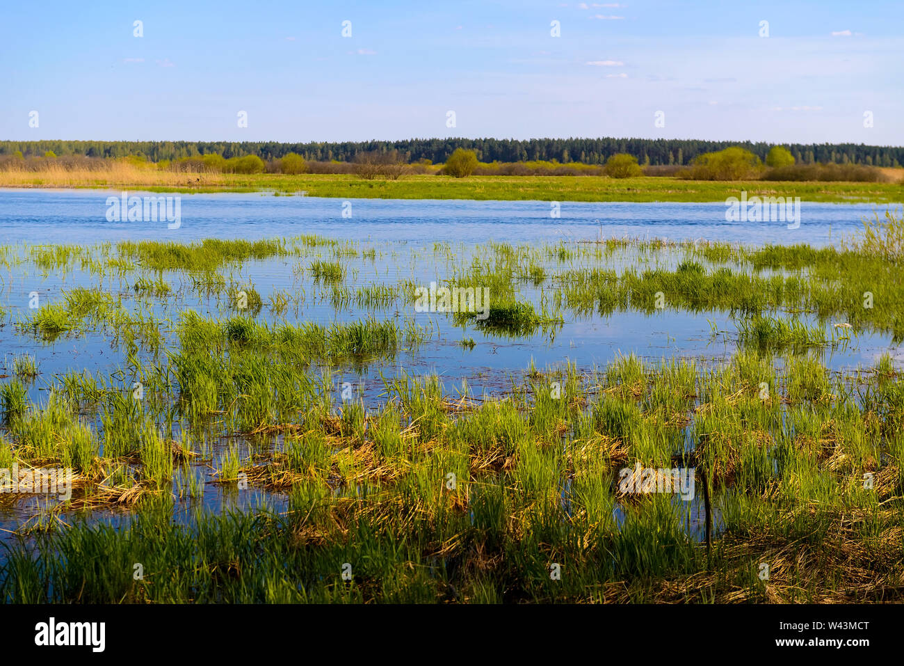 Autumn evening landscape with the river and a beautiful tree. River Pra ...