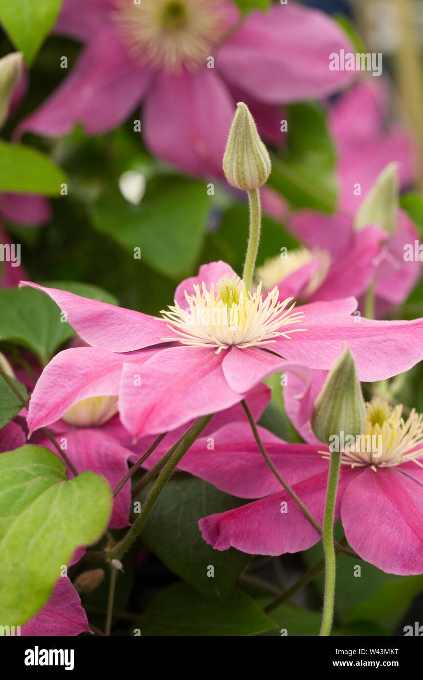 Clematis 'Ooh la la' flowers Stock Photo - Alamy