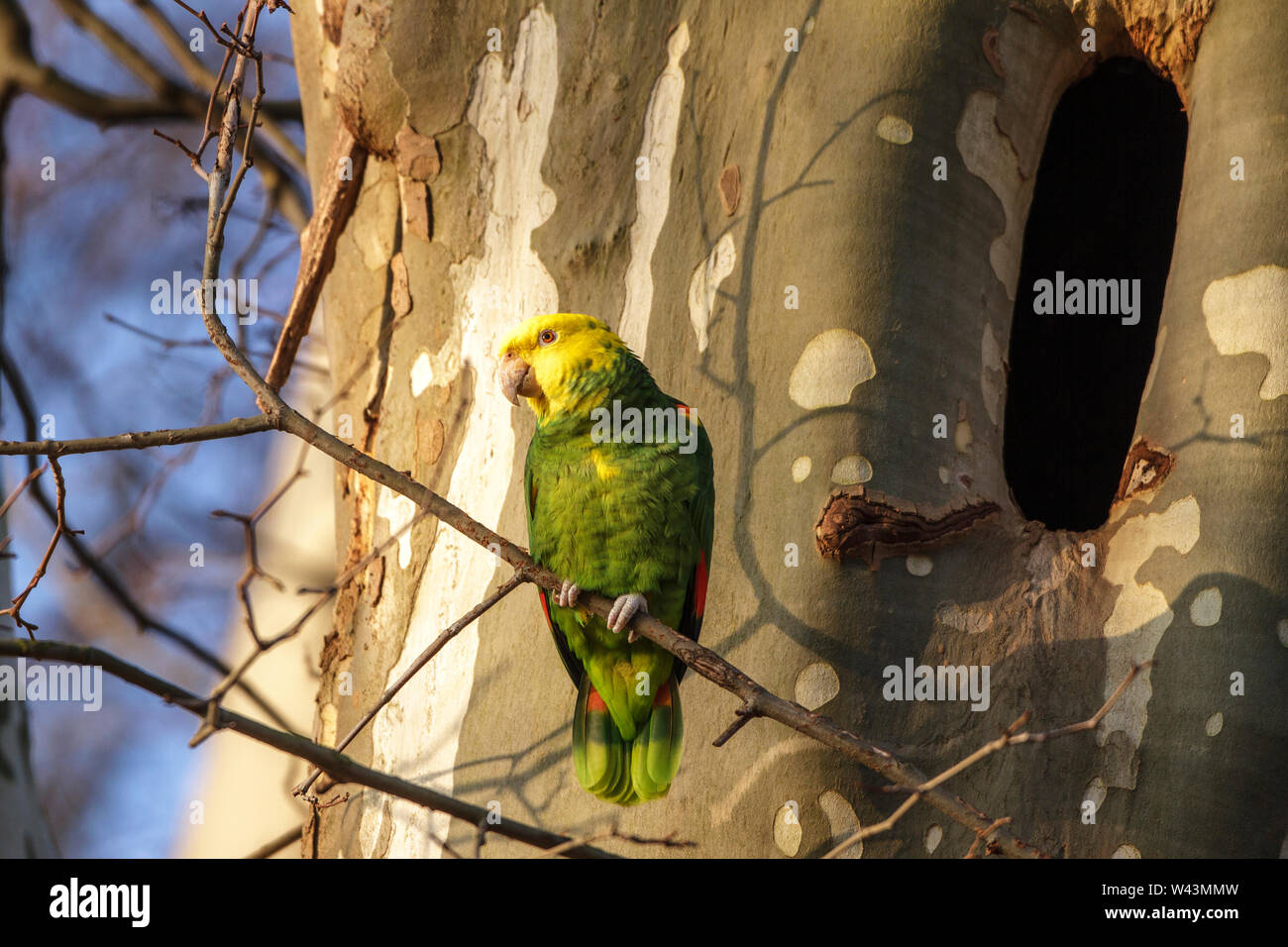 yellow-crowned amazon, yellow-crowned parrot, Gelbkopfamazone (Amazona ...