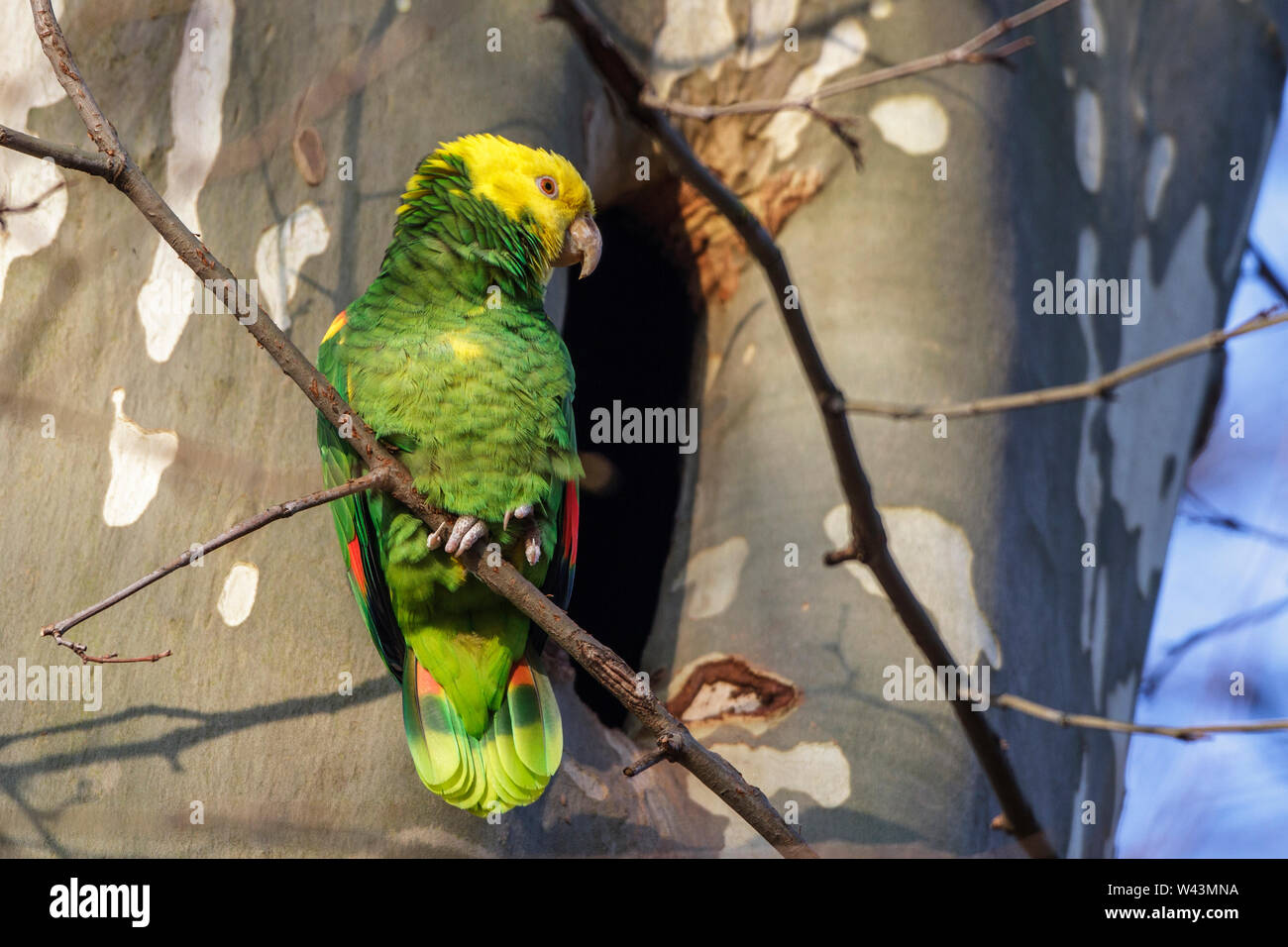 yellow-crowned amazon, yellow-crowned parrot, Gelbkopfamazone (Amazona ...