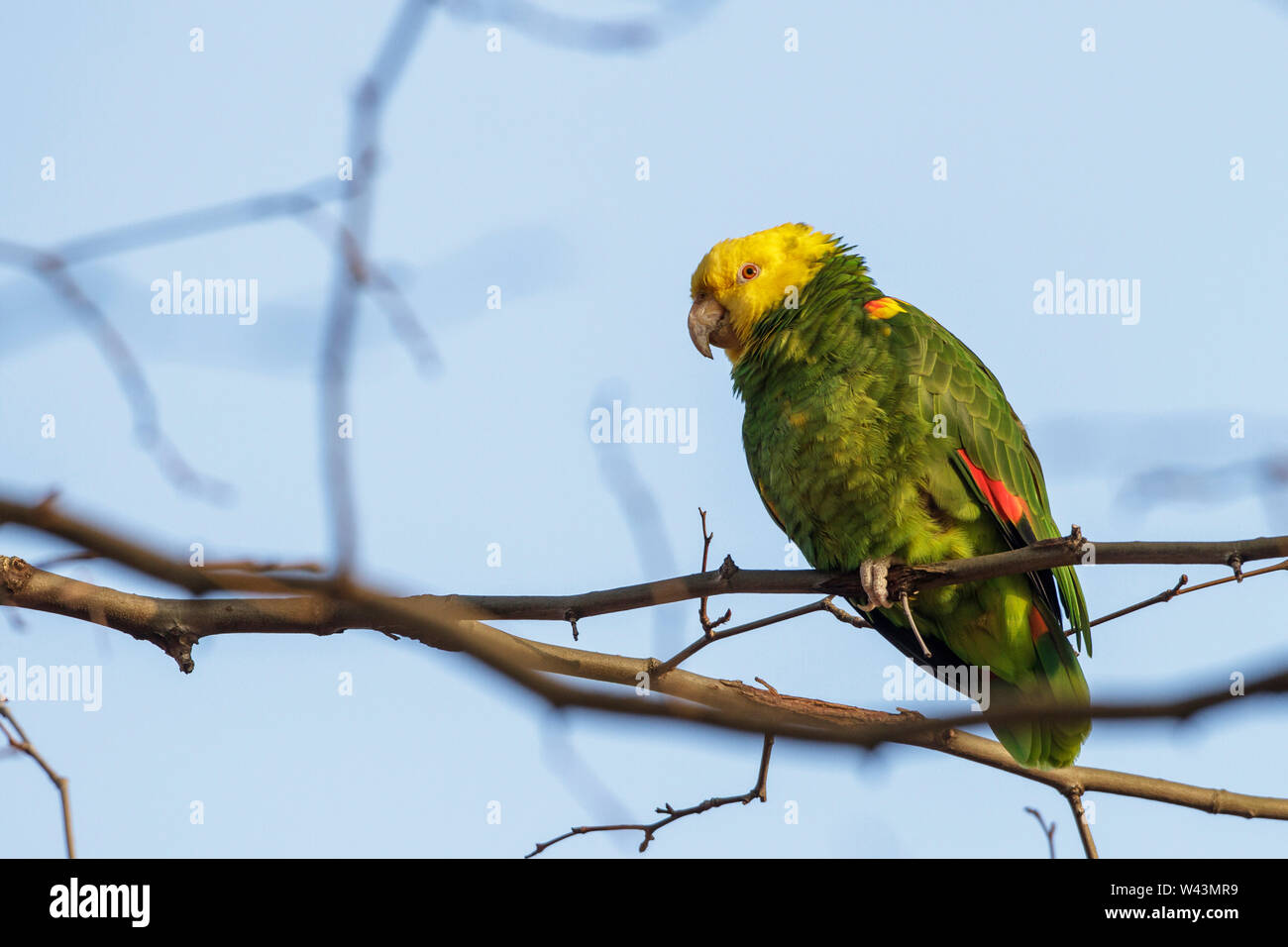 yellow-crowned amazon, yellow-crowned parrot, Gelbkopfamazone (Amazona ...