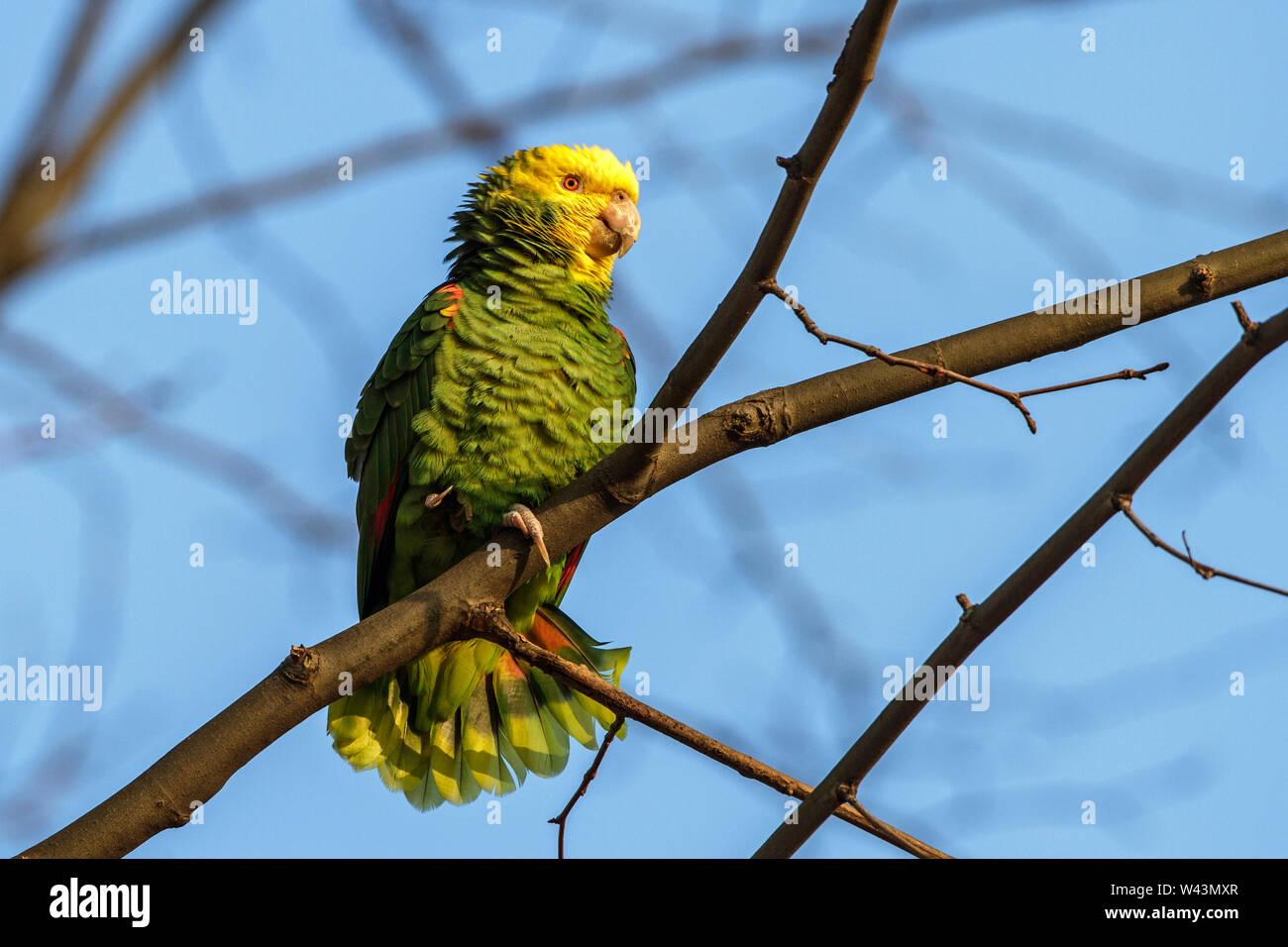 yellow-crowned amazon, yellow-crowned parrot, Gelbkopfamazone (Amazona ...
