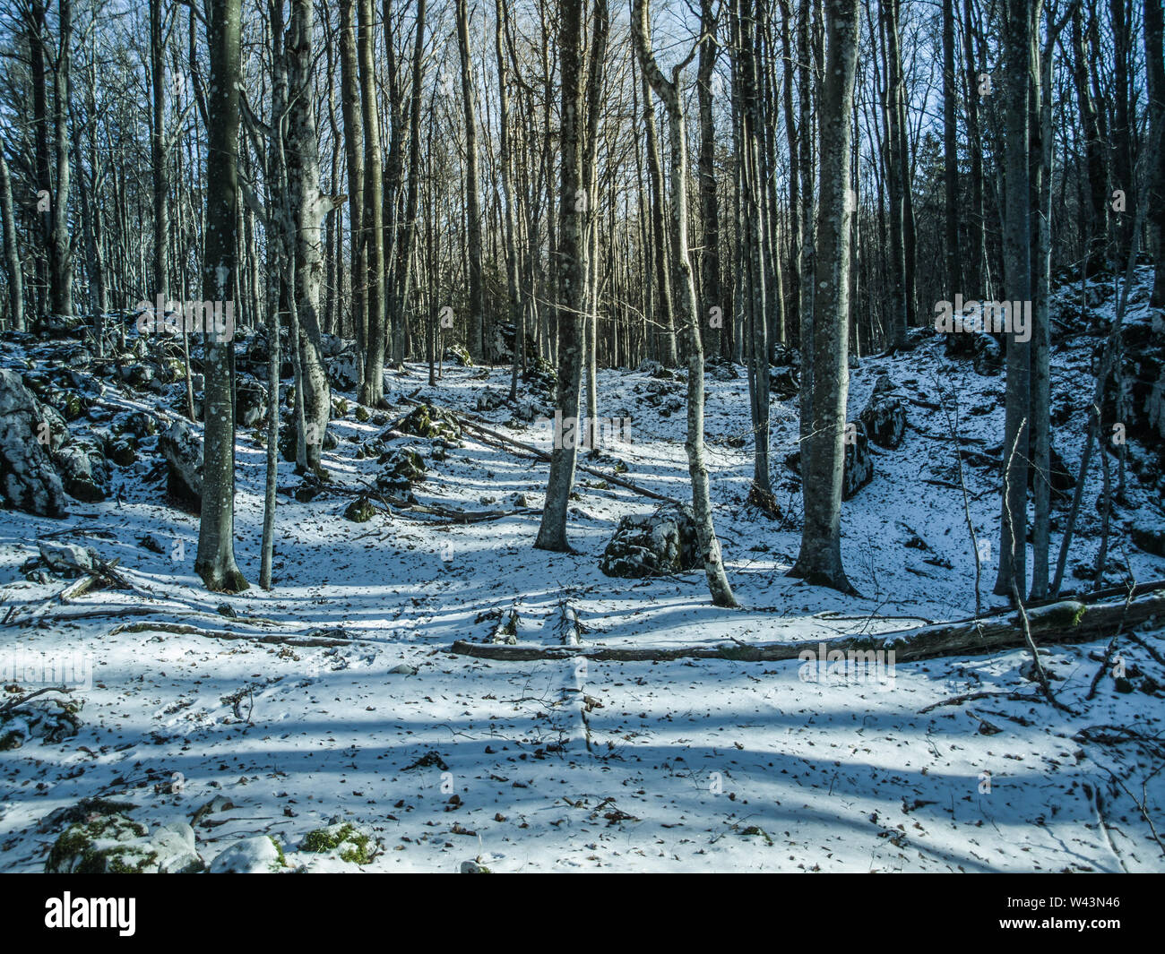 Landscape view of forest with lots of trees without leaves. White snow ...