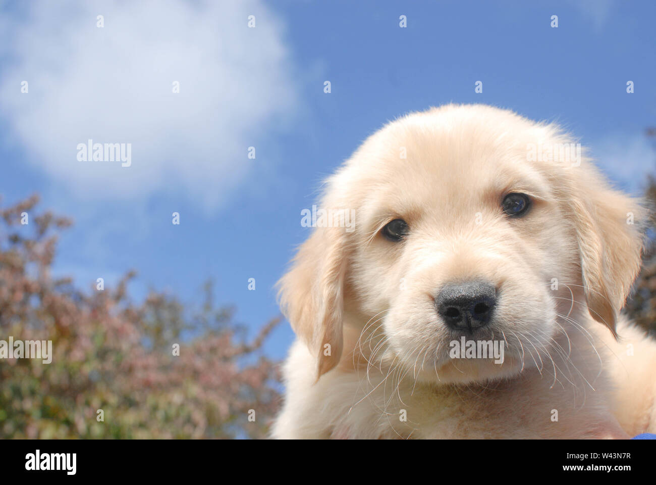 White purebred golden retriever hi-res stock photography and images - Alamy