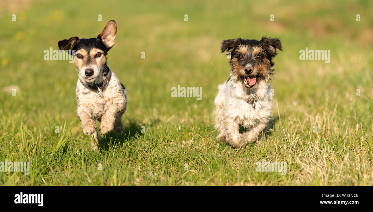 Two crazy dogs breed terrier hi-res stock photography and images - Alamy