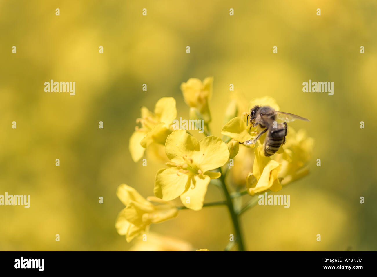 Honey Bee collecting pollen on yellow rape flowers against yellow ...