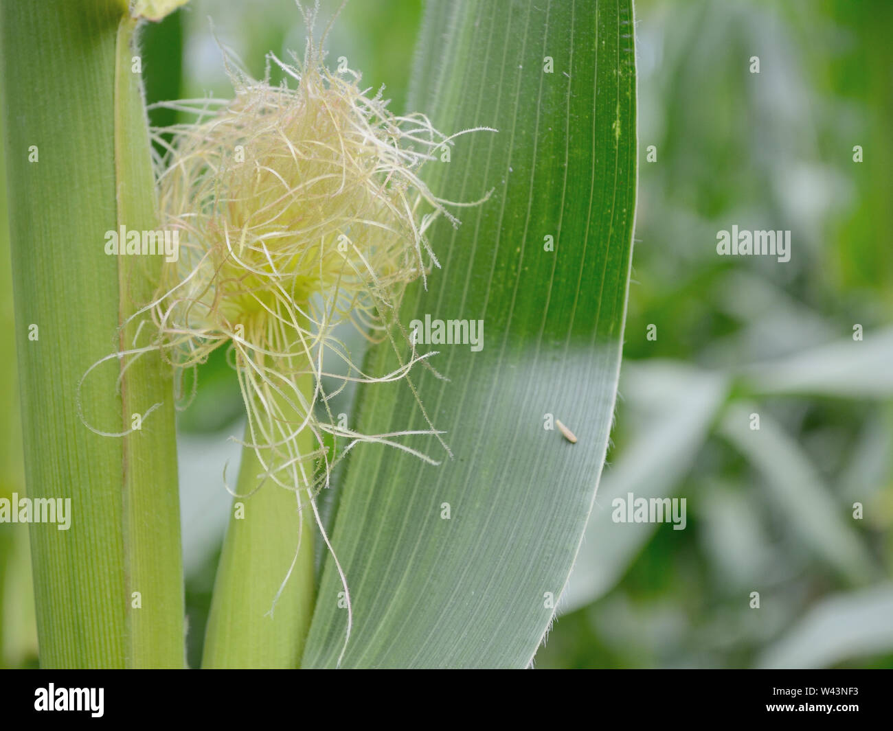 Maize flower High Resolution Stock Photography and Images - Alamy