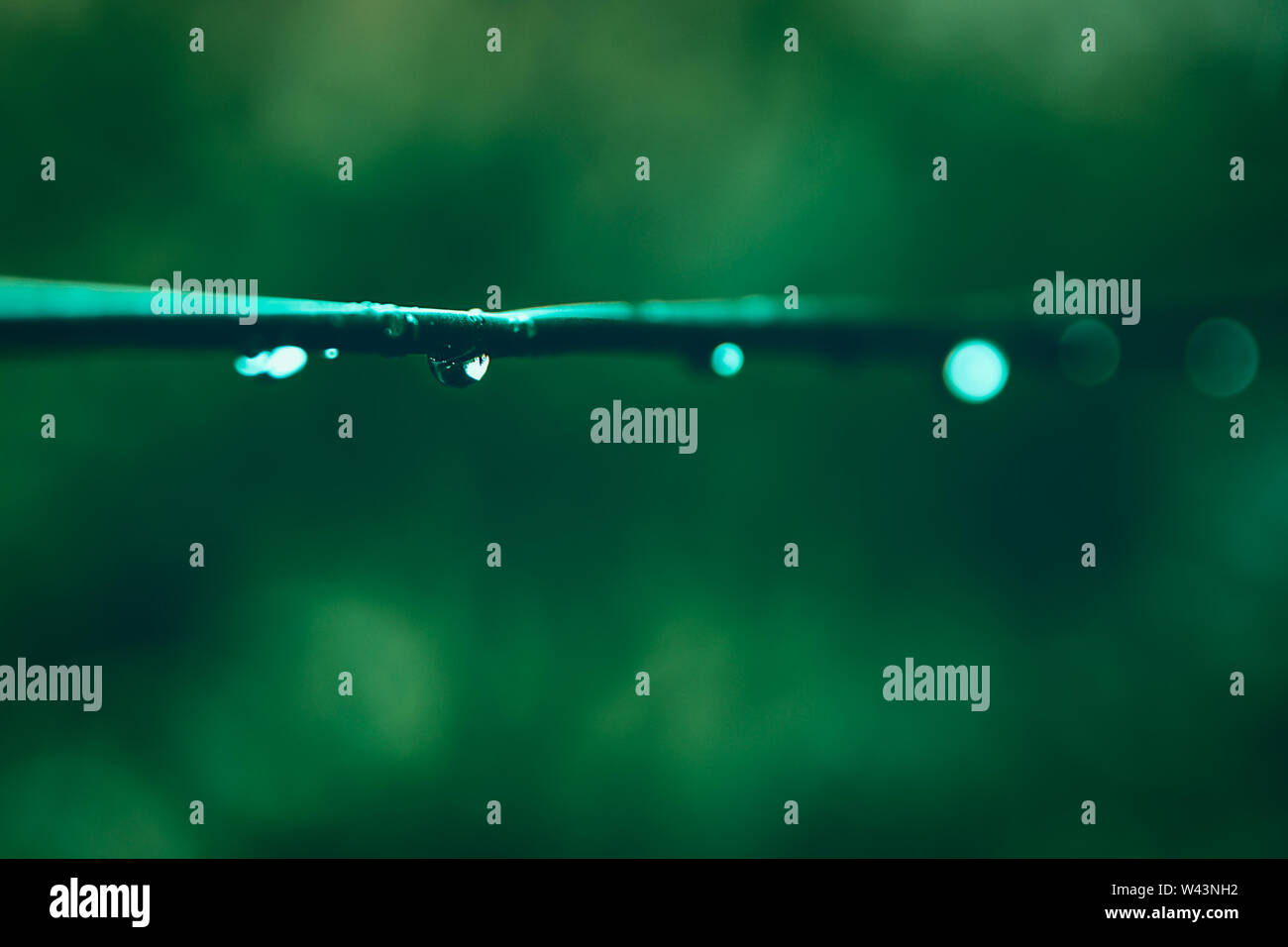 Abstract monotone green scene of water drop on wire with blurred ...